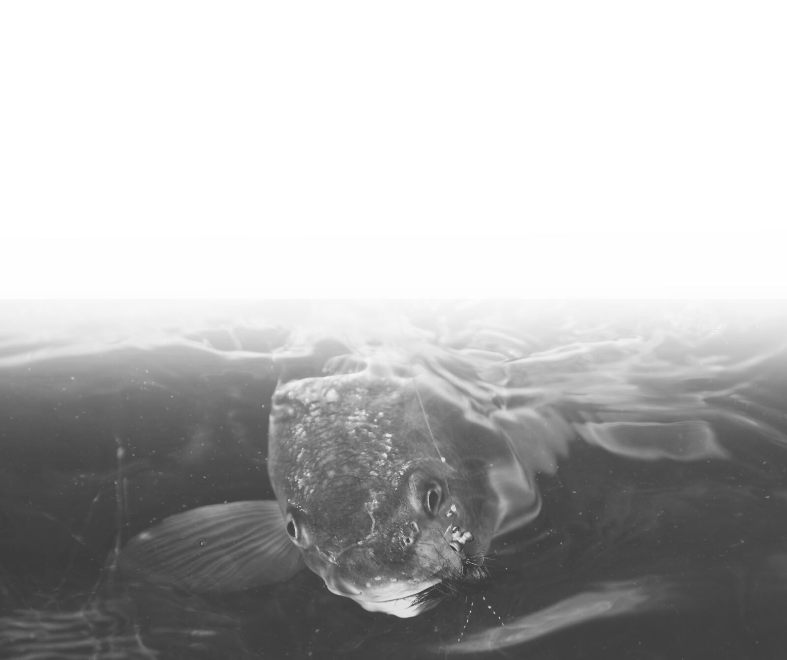 2025 Redfisher 16 - Hewes Boats